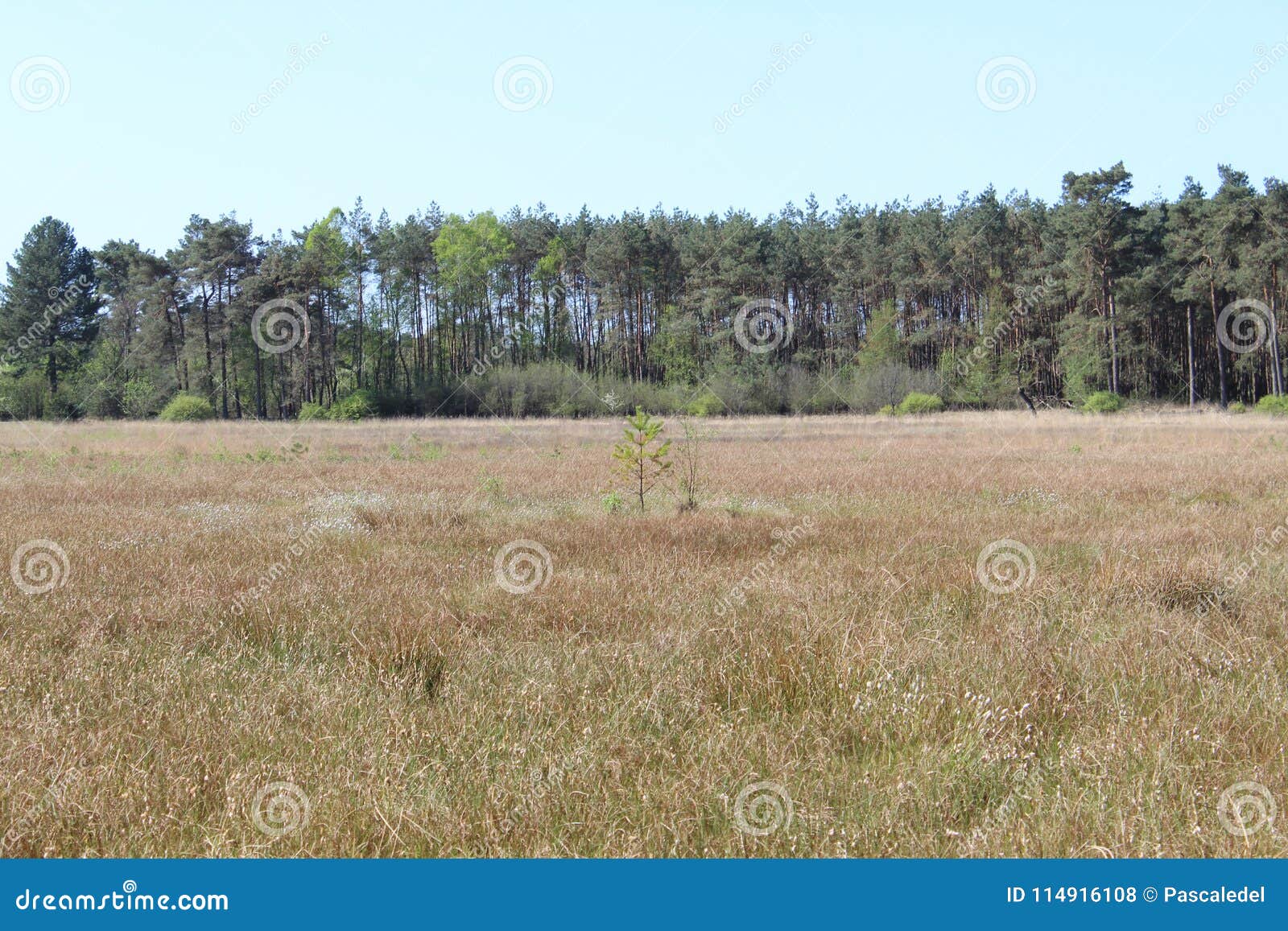 Small Tree in a Forest Opening Stock Photo - Image of nature, field ...