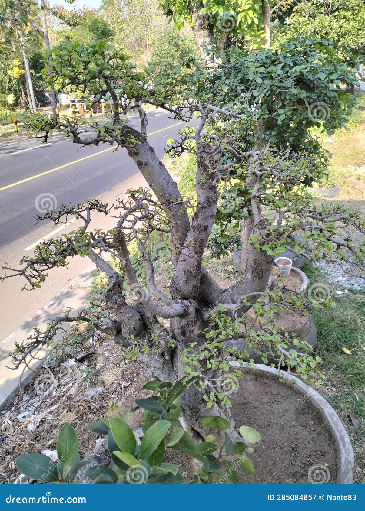 A Small Tree Formed into a Decorative Plant with Small Branches Growing ...