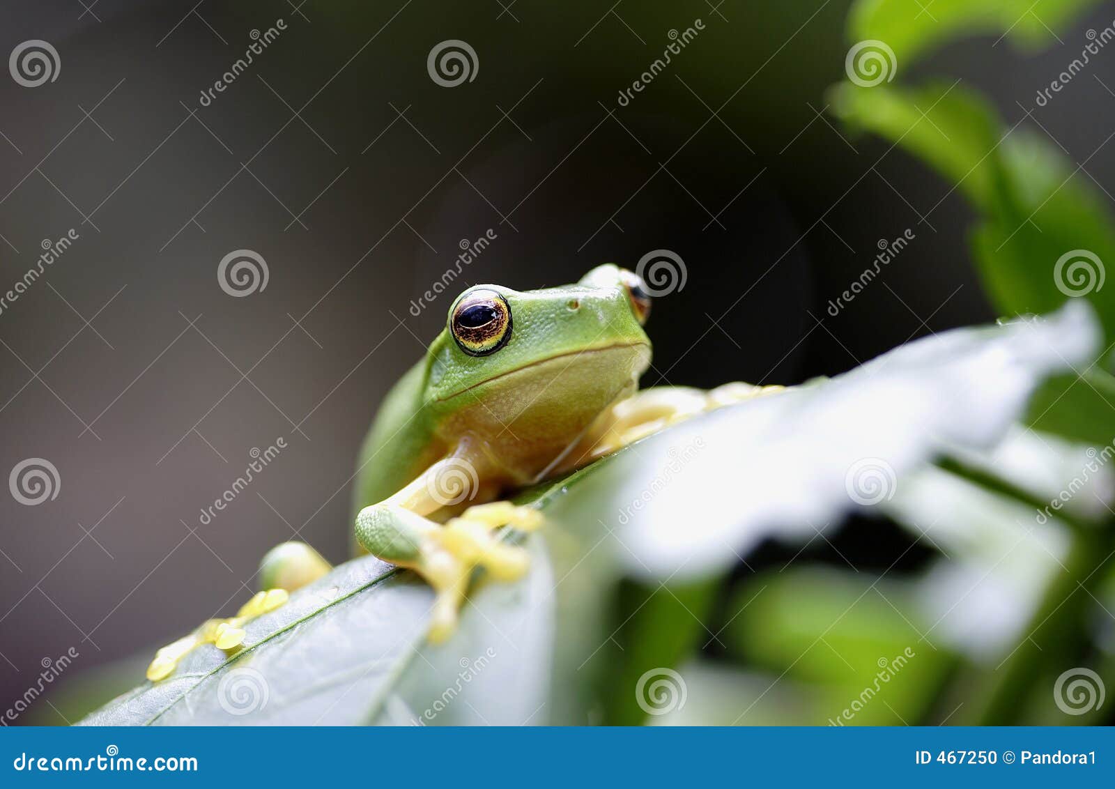 Small tree frog stock photo. Image of hylidae, green, mouth - 467250