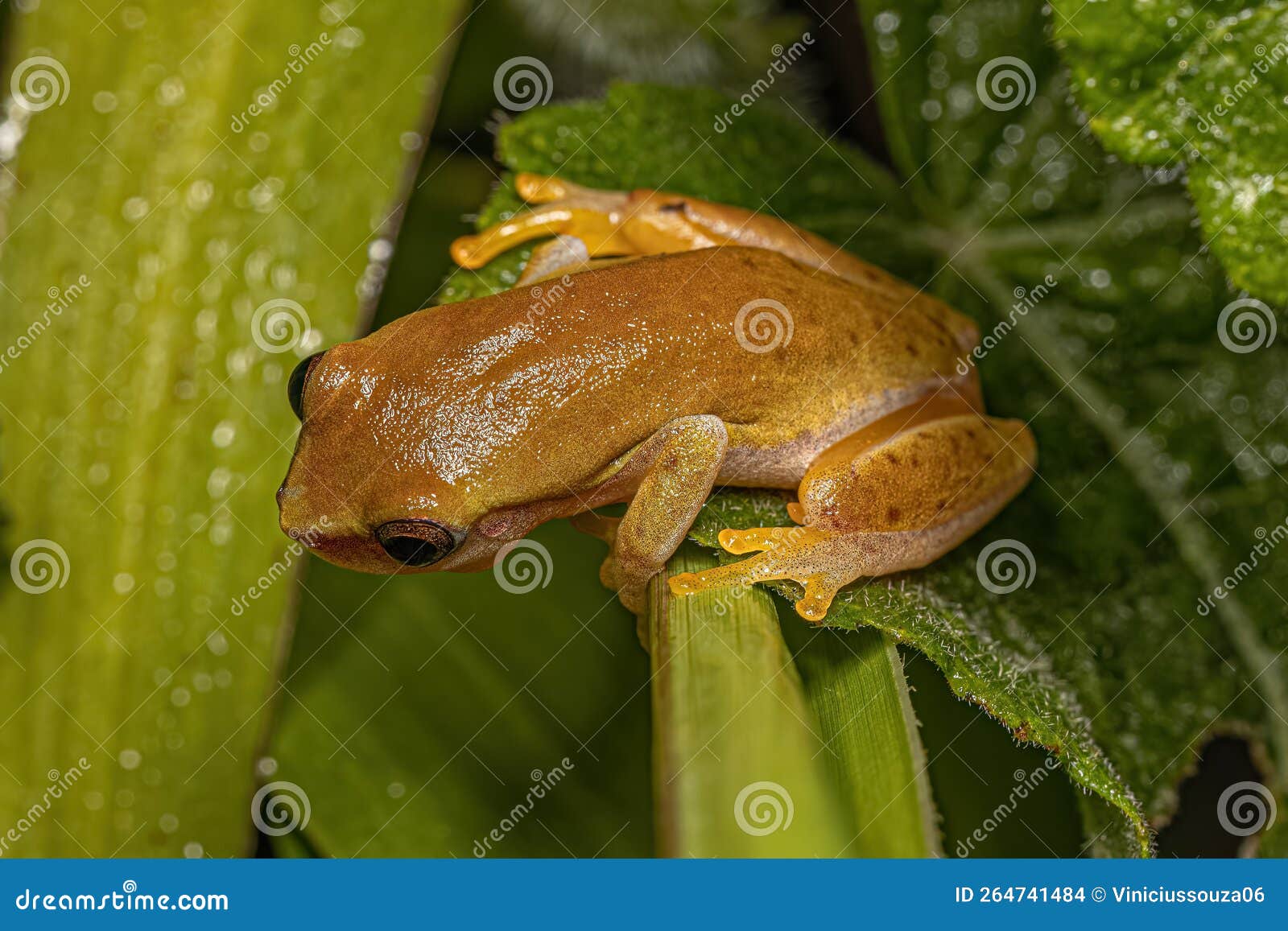 Small Tree Frog stock photo. Image of pineapple, animal - 264741484