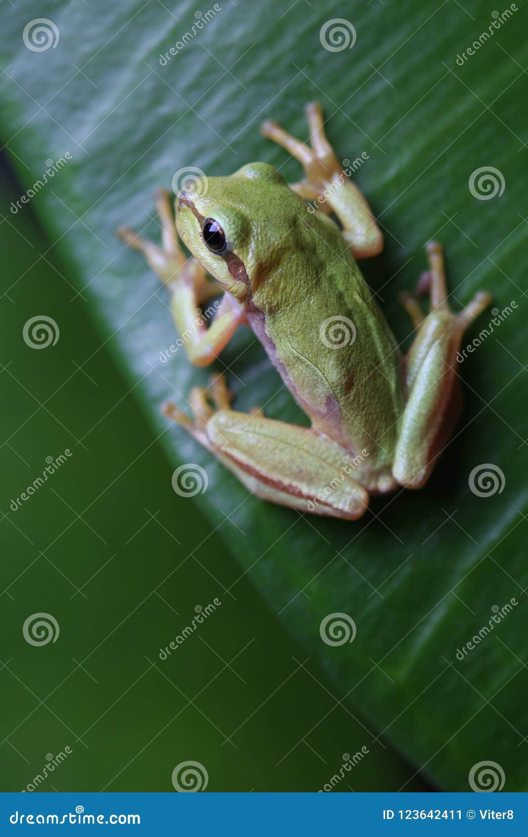 Small Tree Frog is Sitting on Green Leaf Stock Image - Image of tree ...