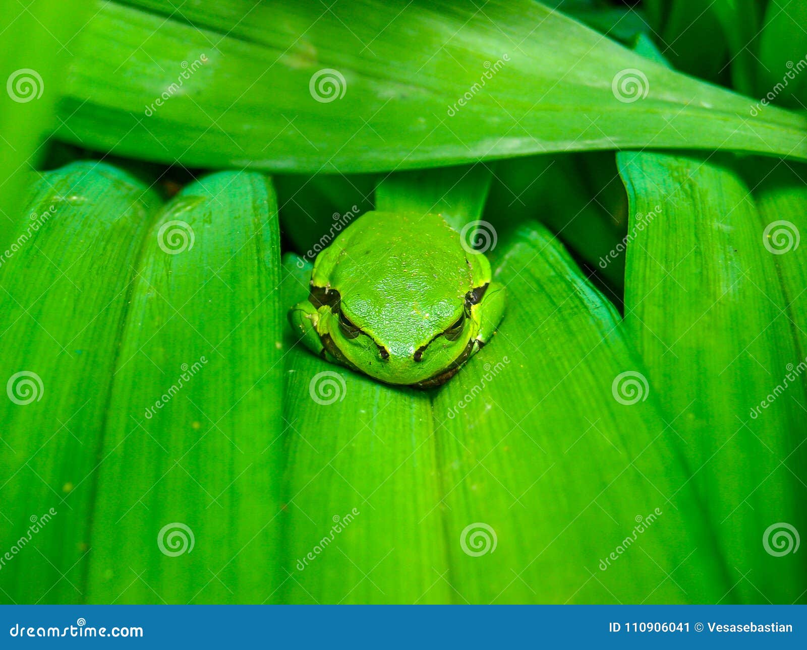 Small Tree-frog Sleeping on a Flower Leaf Stock Image - Image of frog ...