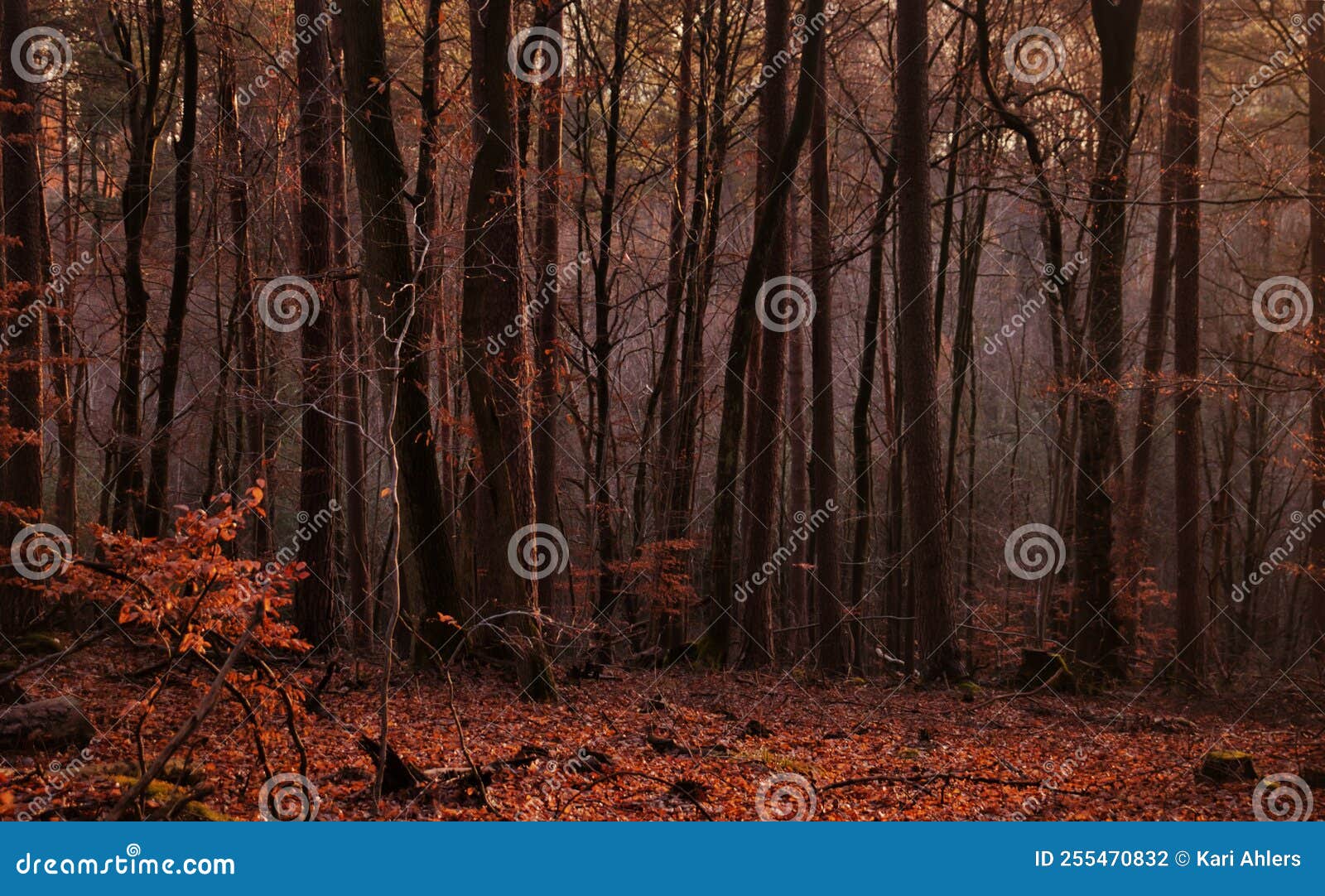 Small Tree in Front of Tall Trees in Palatinate Forest Stock Photo ...