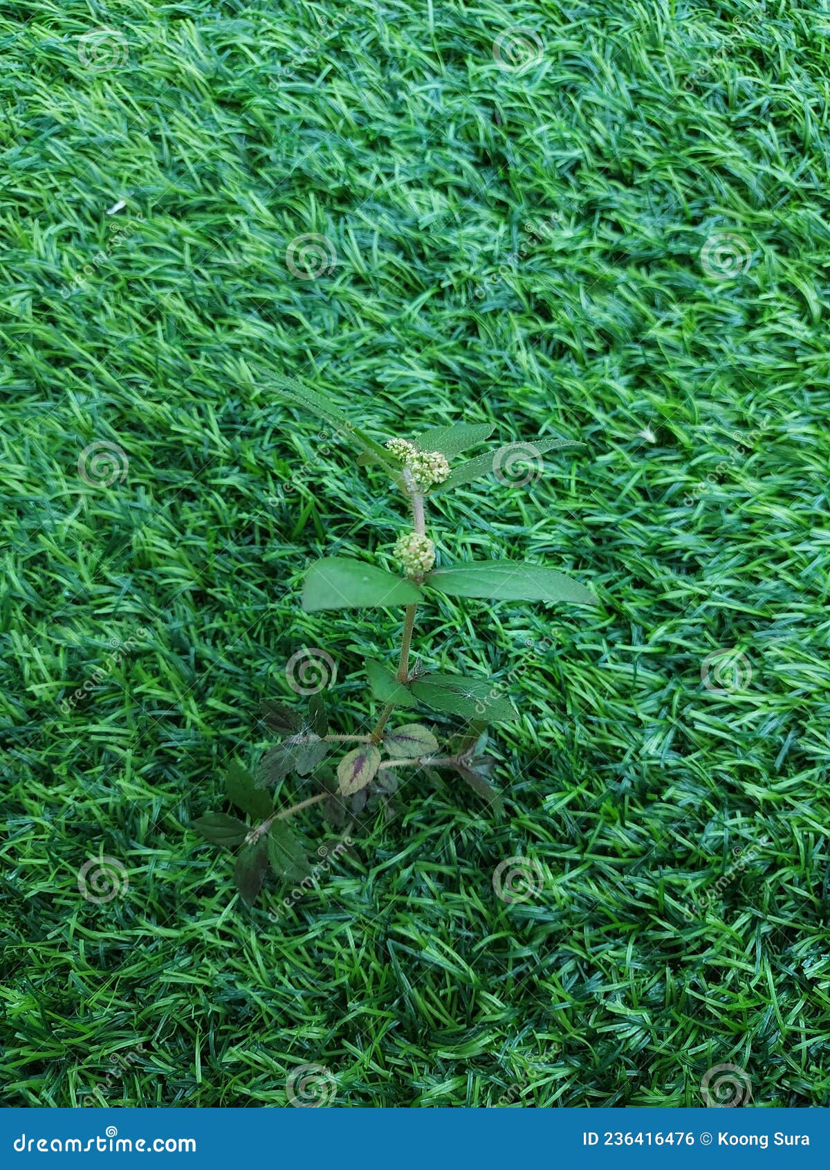 The Small Tree on the Grass. Stock Photo - Image of crop, lawn: 236416476