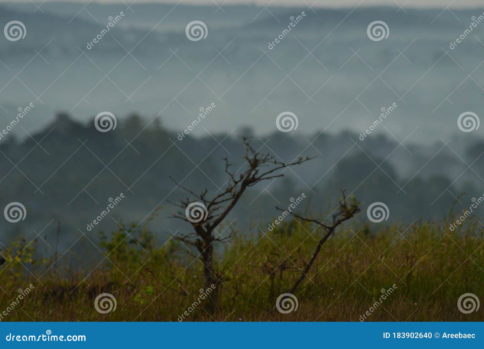 Small tree on grass field stock photo. Image of nature - 183902640