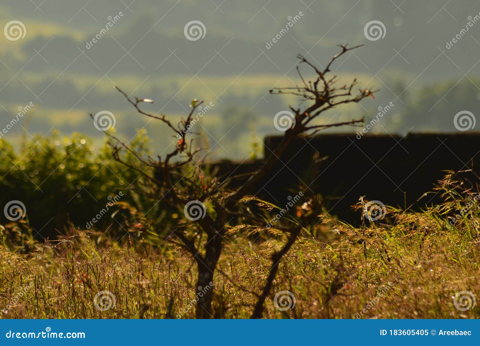 Small Tree on Grass Field a Morning View Stock Image - Image of grass ...