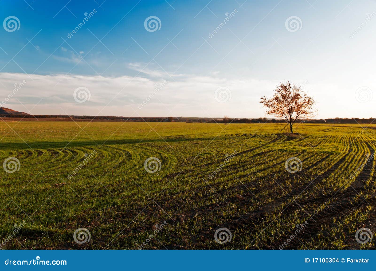 Small Tree on a Green Field Stock Photo - Image of meadow, farm: 17100304