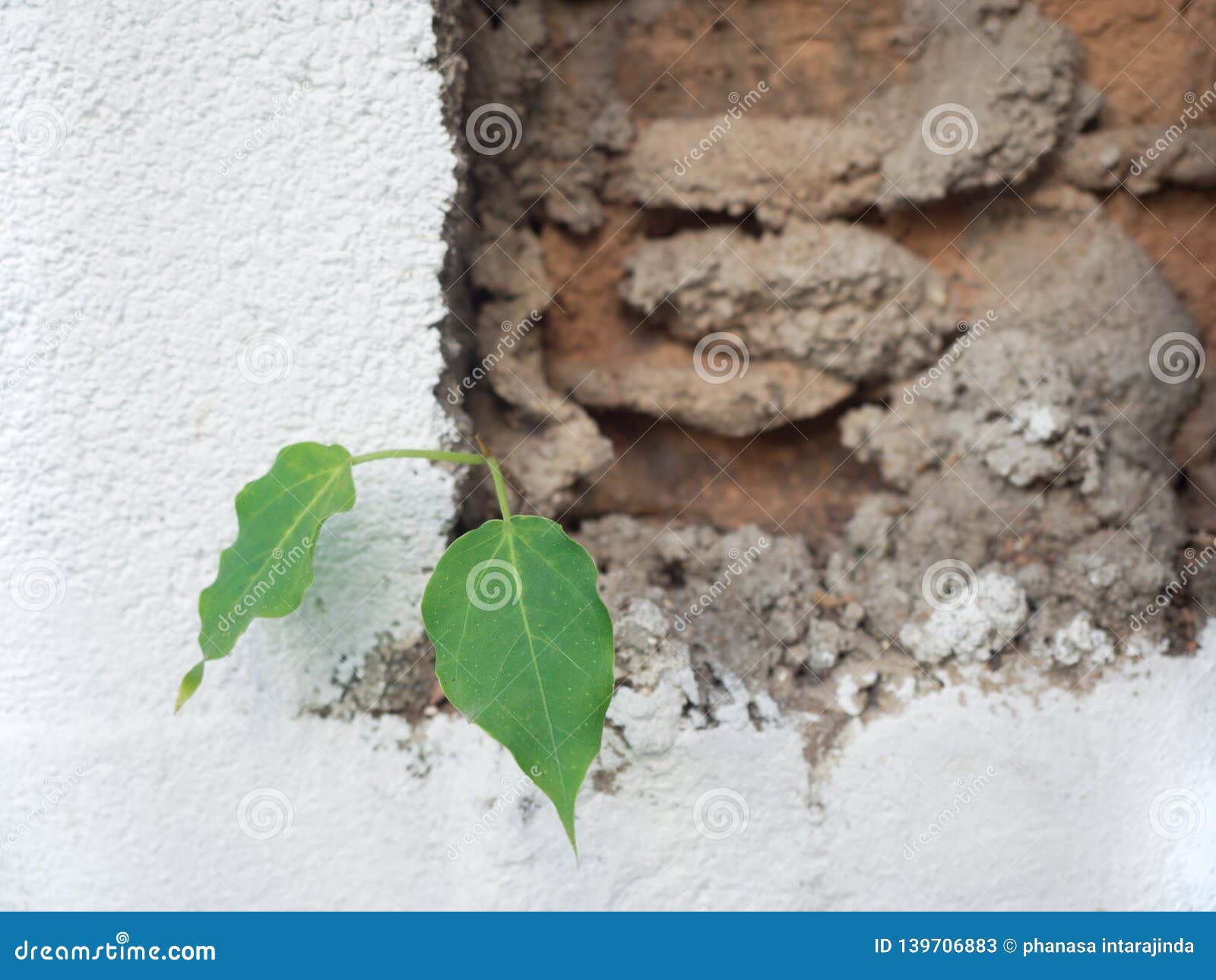 Small Tree and Green Leaf Growing through Cement. Foliage Growth on Old ...