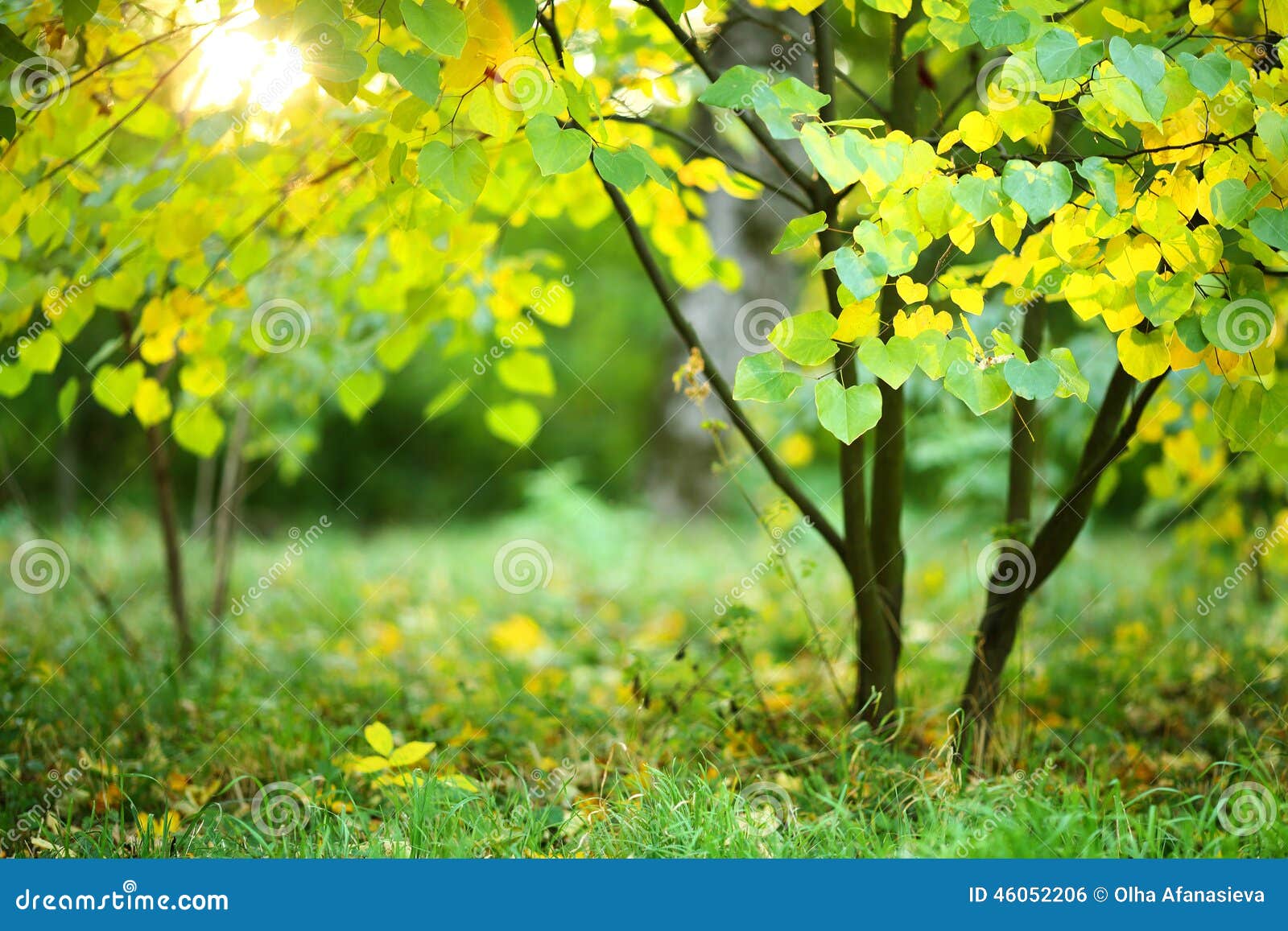 Small Tree With Green And Yellow Leaves In The Sunlight Stock Photo ...