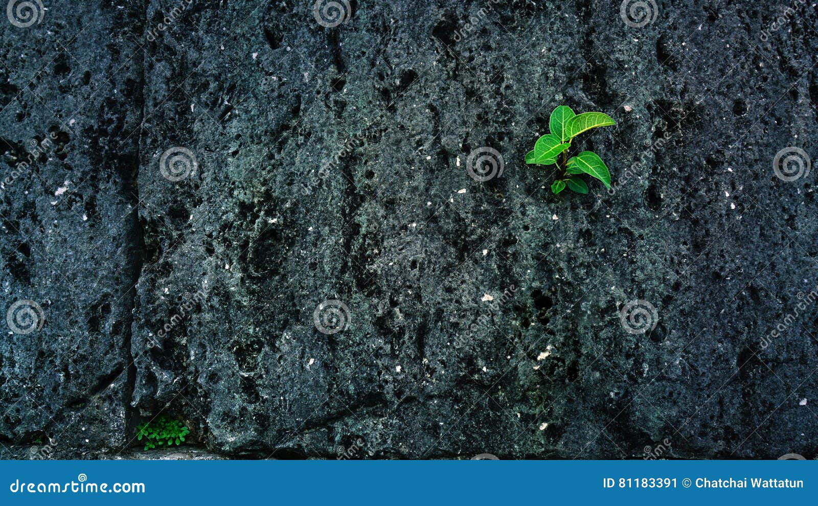Small Tree Grow on the Rock Wall Stock Image - Image of small, rock ...