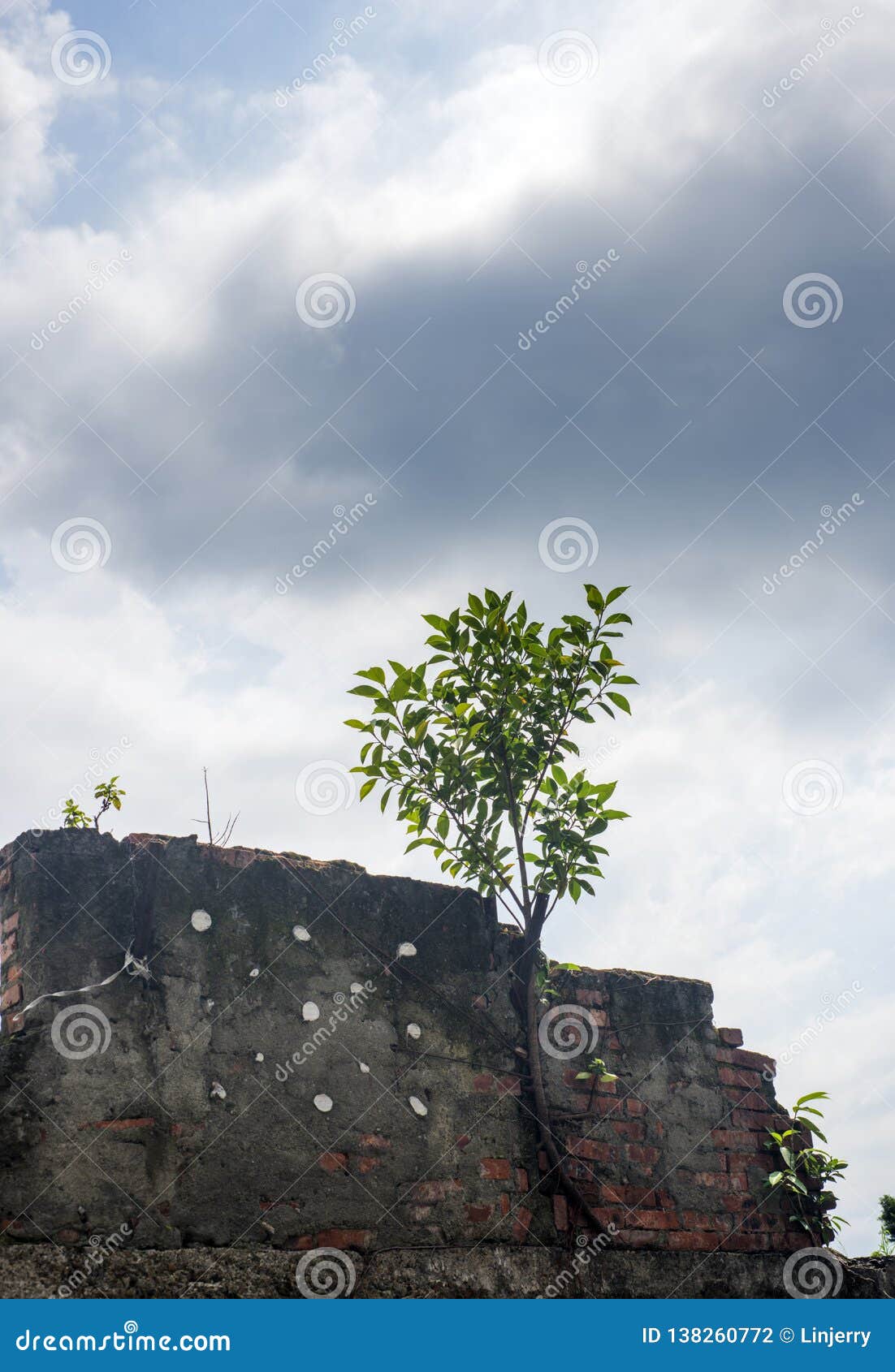 Tree Growing on Concrete Wall Stock Photo - Image of garden, built ...