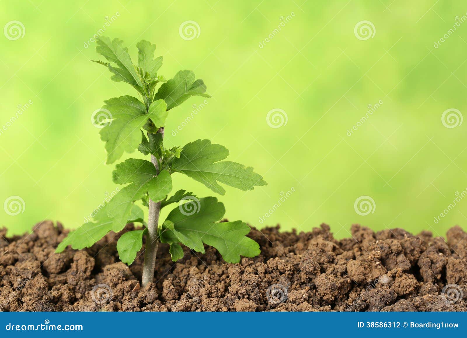 Small Tree Growing in the Dirt Stock Photo - Image of potting, growth ...