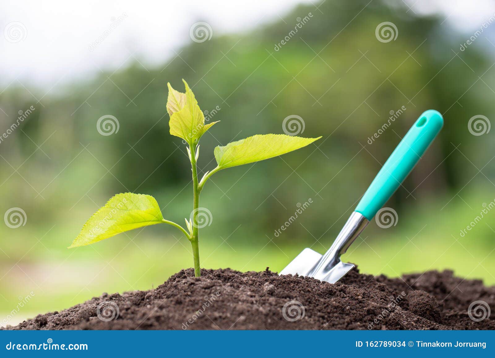 A Small Tree that is Growing on Fertile Soil. Environment Earth Day ...