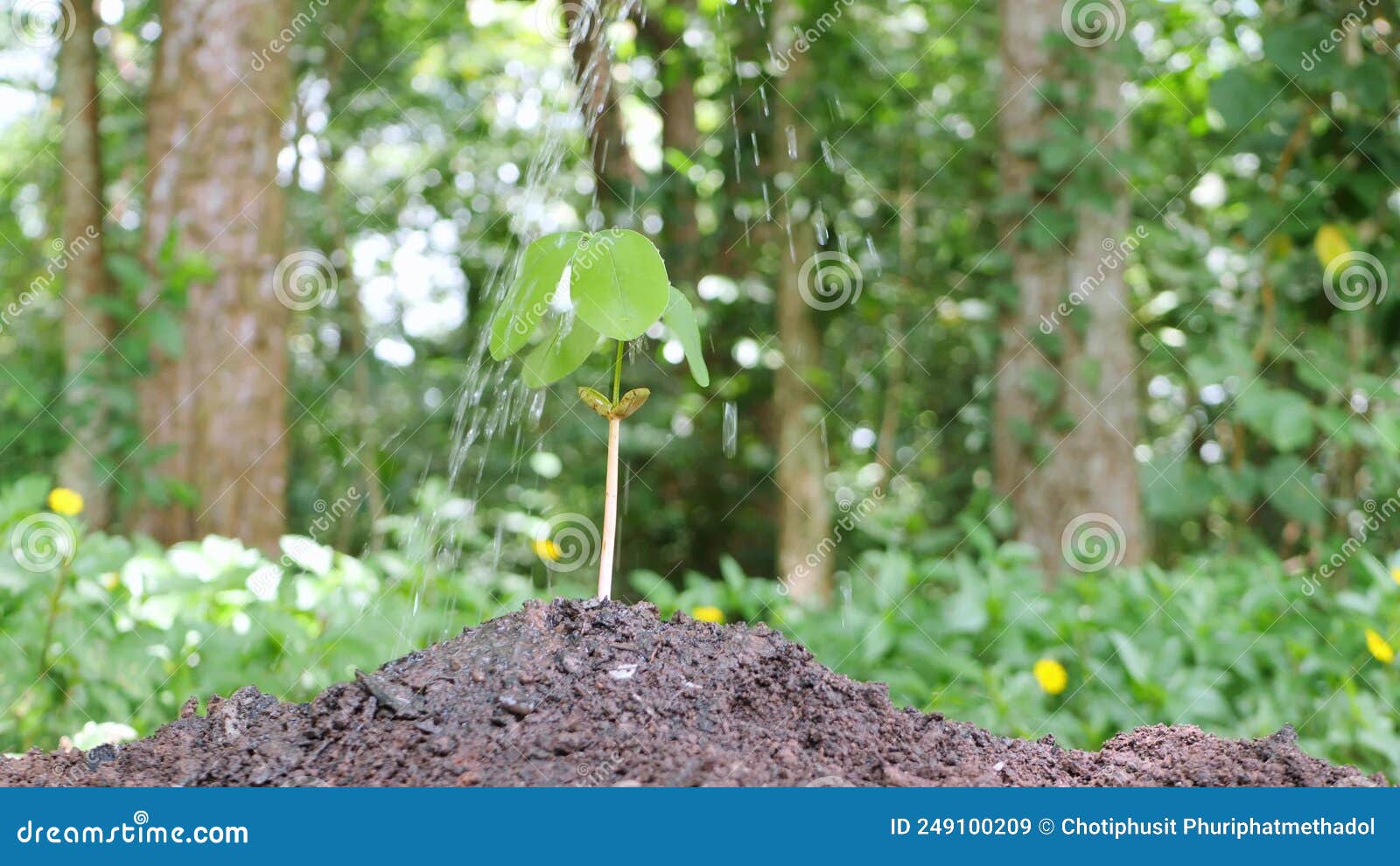 Small Tree Growing it Has Been Planted and Watered Well Stock Video ...