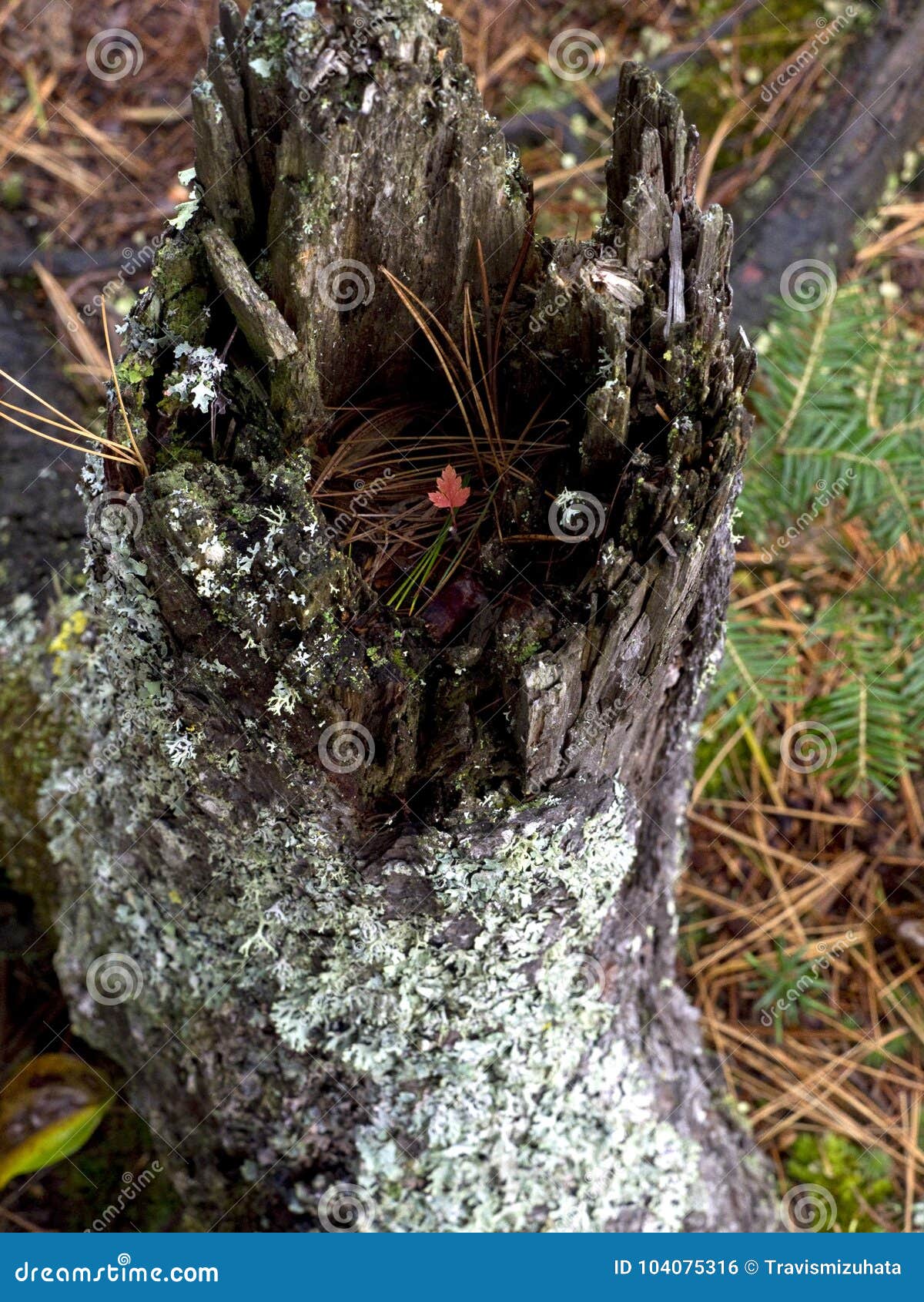 Small Tree Growing Inside Stump Stock Photo - Image of fall, trees ...