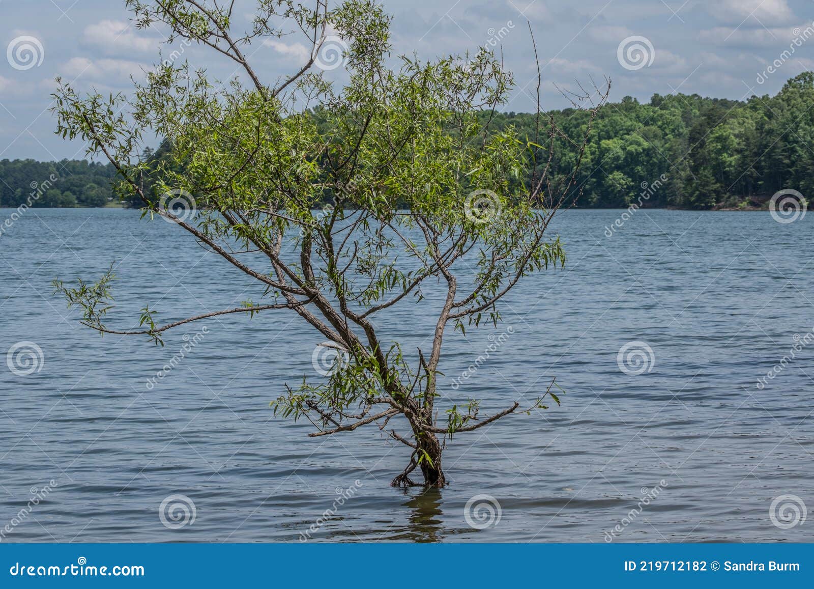 Small Tree Growing in the Lake Stock Photo - Image of background ...