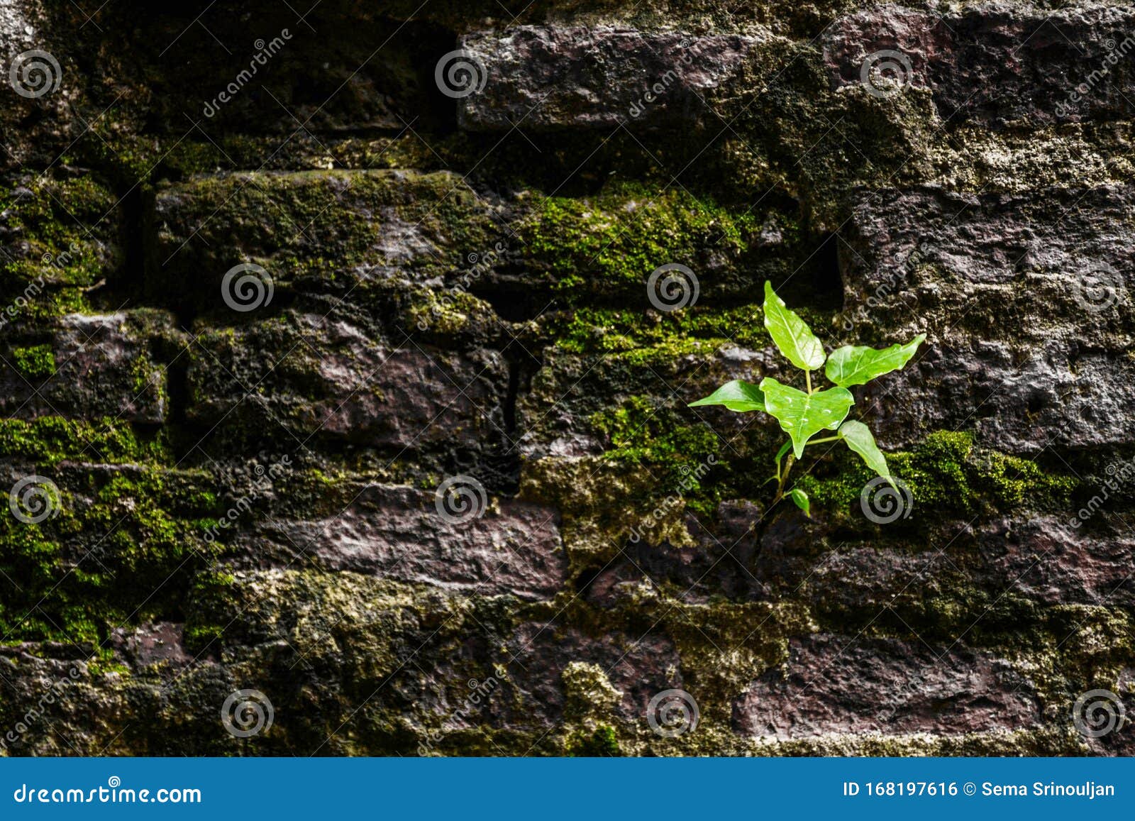 Small Tree Growing on Old Brick Wall Stock Photo - Image of wall ...