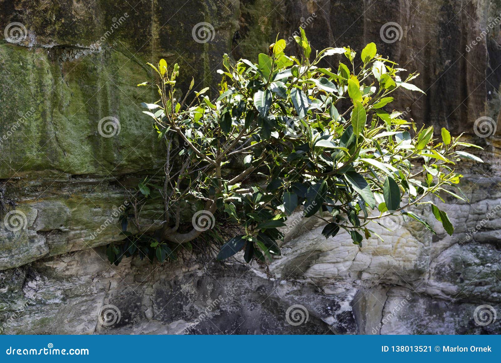 Small Tree Growing Out of Cliff Face Stock Image - Image of face, small ...