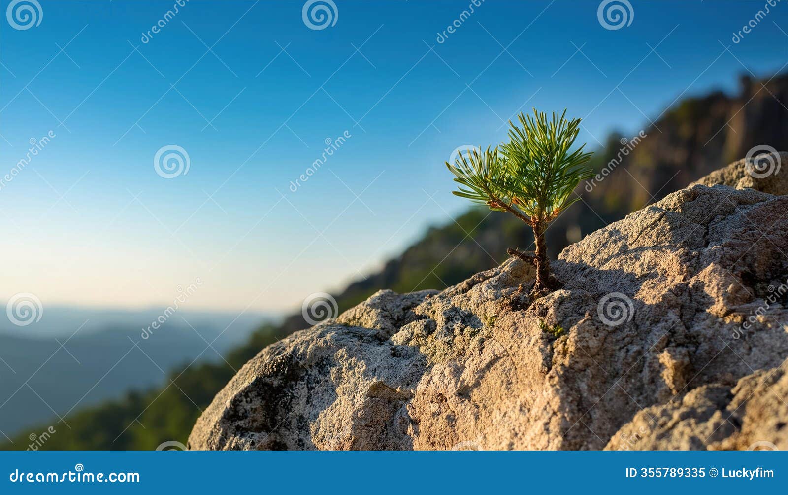 Small Tree Growing Out of Rock on Mountainside Symbolizes Determination ...