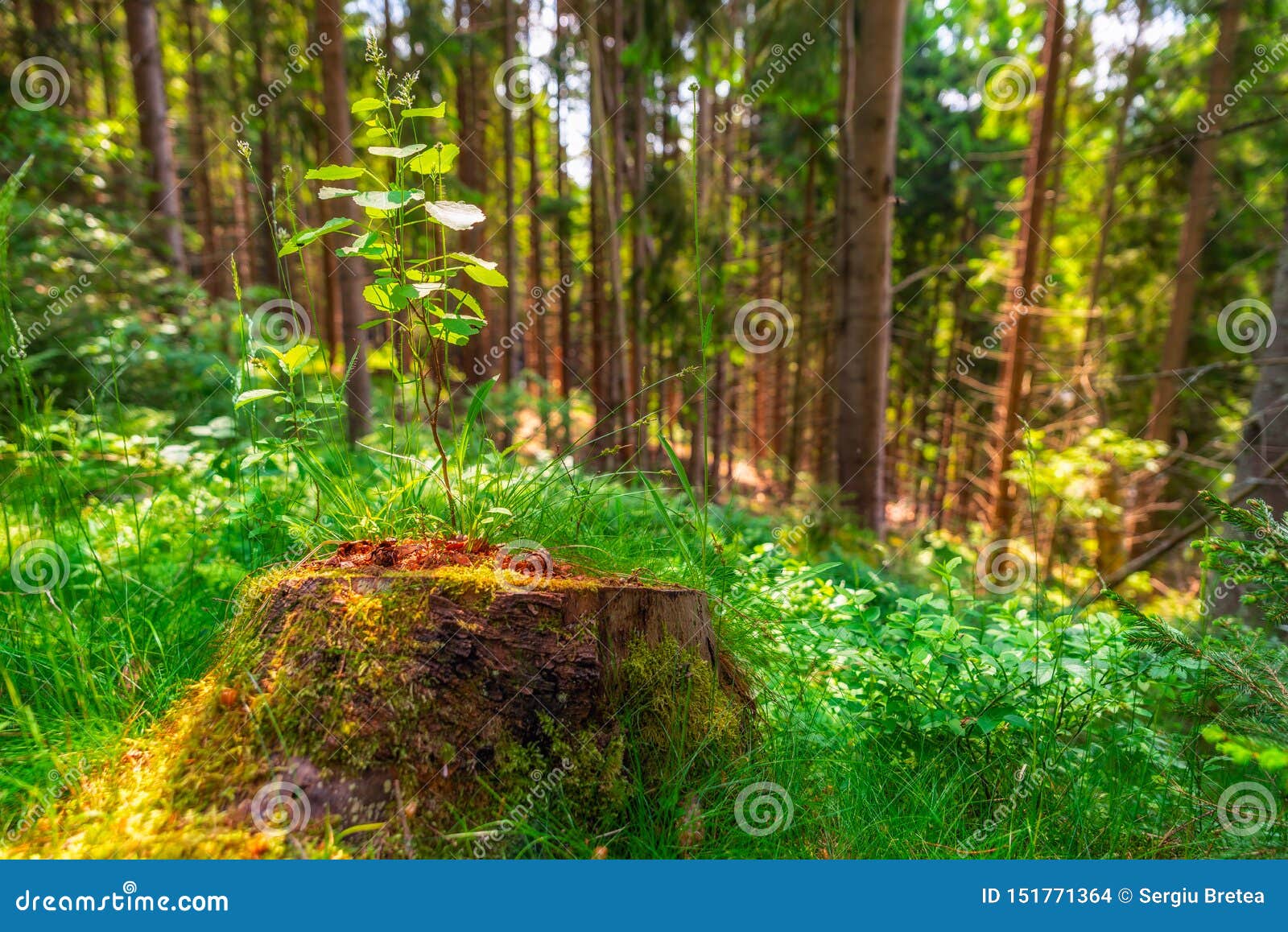 Small Tree Growing Out of a Stump Stock Photo - Image of growth, grass ...