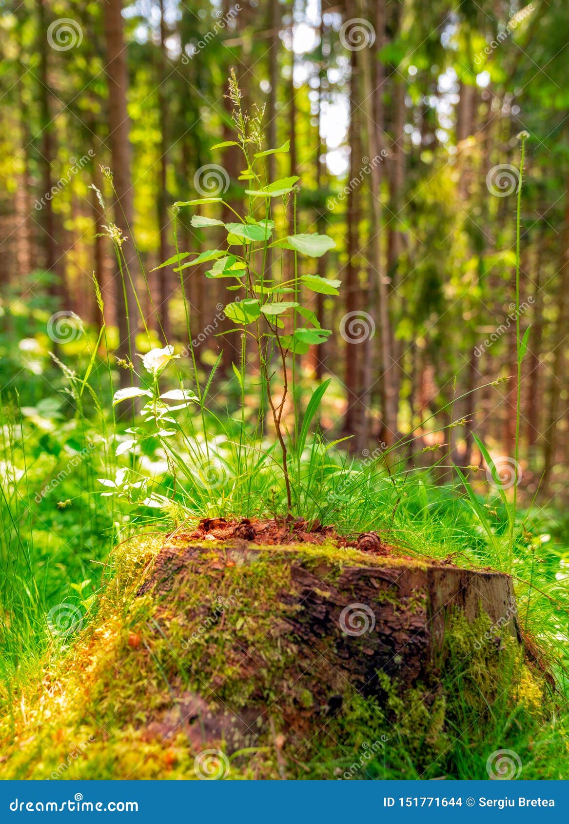 Small Tree Growing Out of a Stump Stock Photo - Image of growth, plant ...