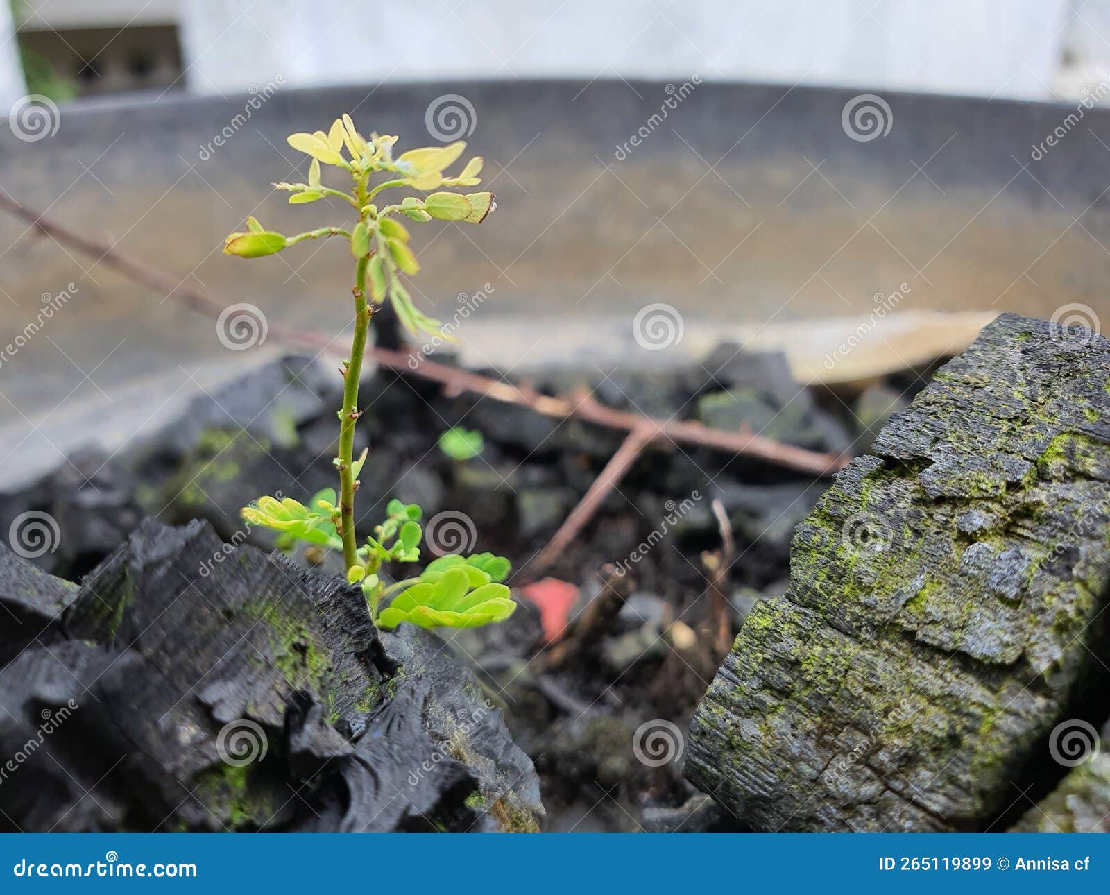 A Small Tree Growing on a Rock Stock Image - Image of growing, small ...
