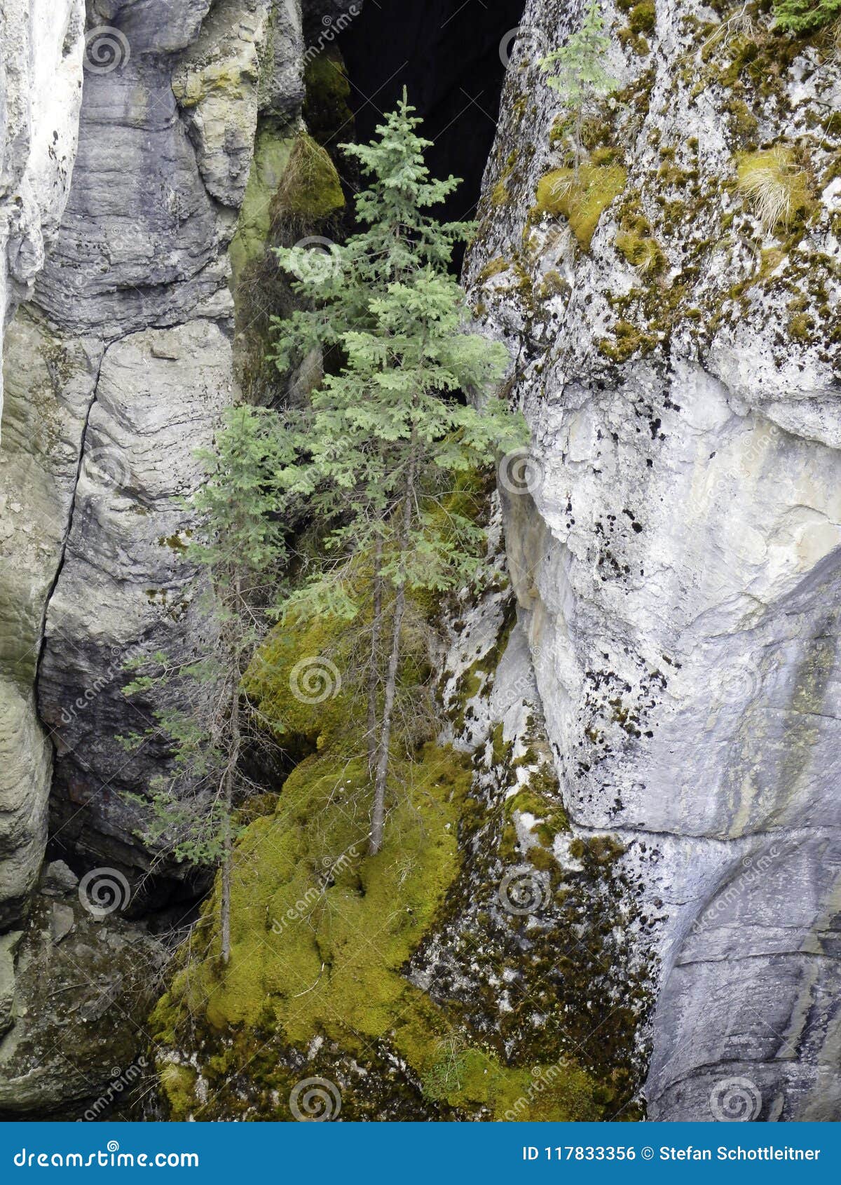 A Small Tree is Growing from the Rock Stock Photo - Image of plant ...