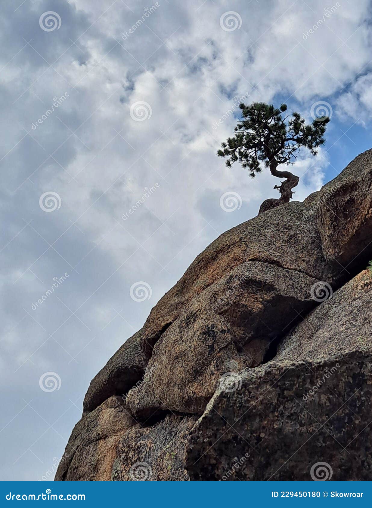 Small Tree Growing from a Rock Stock Photo - Image of nature, outside ...