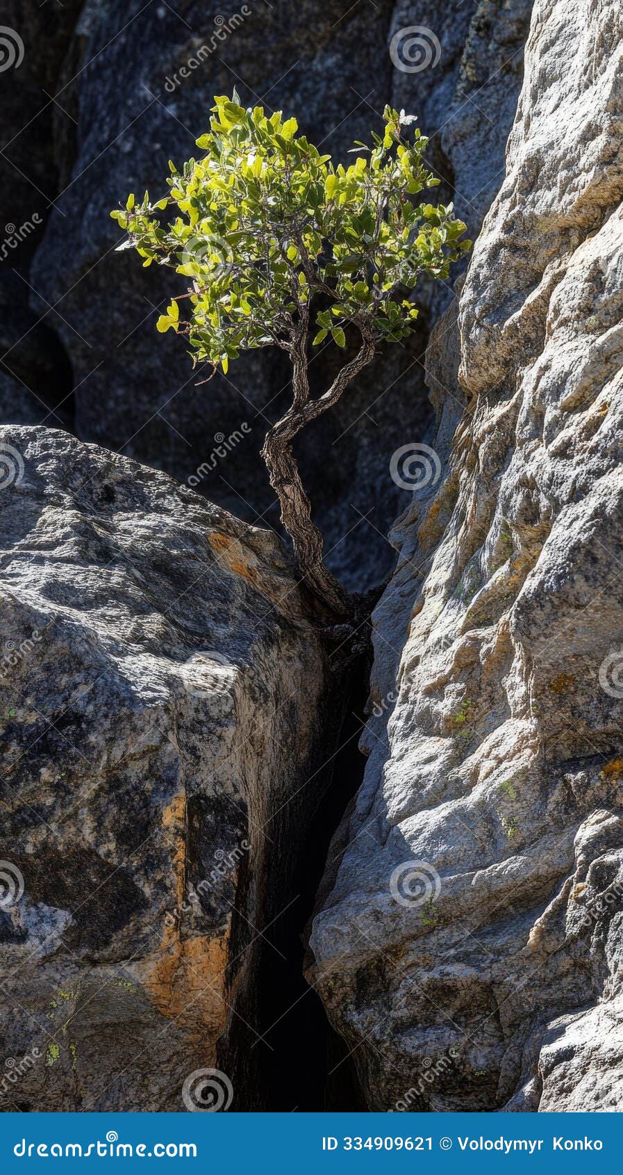 Small Tree Growing between Rocks in Natural Setting, Resilience and ...