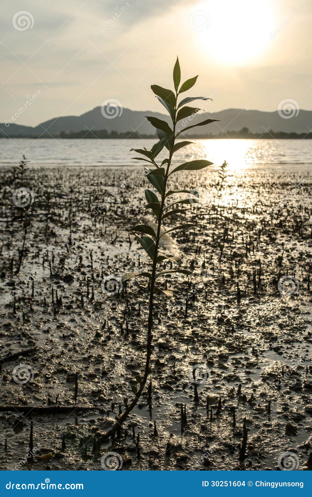 Small Tree Growing on a Seacoast Stock Photo - Image of beautiful ...