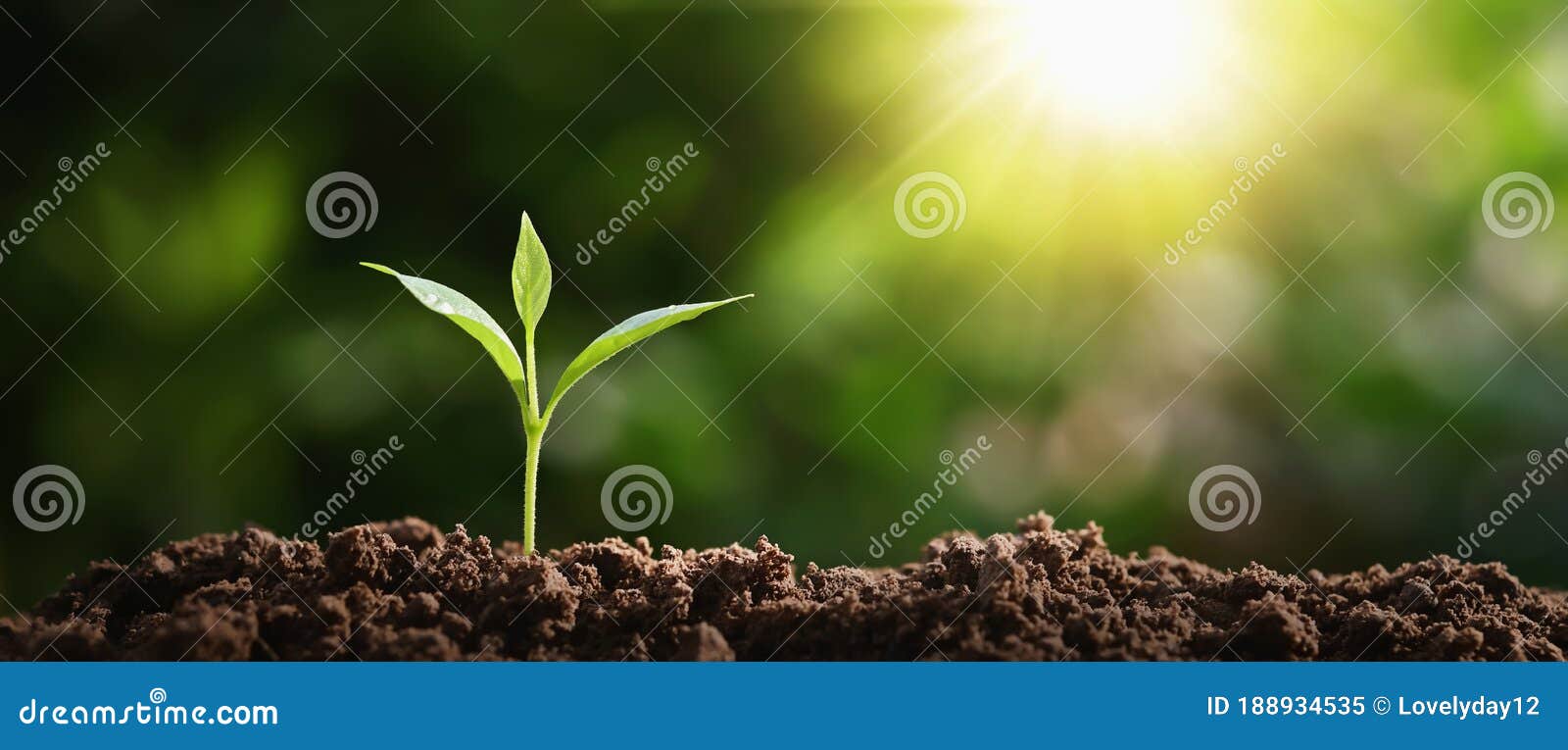 Small Tree Growing on Soil in Garden with Sunshine. Eco Stock Image ...