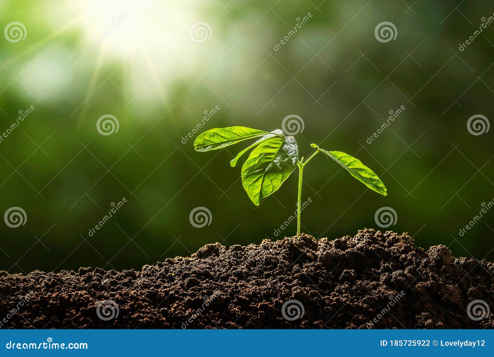 Small Tree Growing on Soil in Garden with Sunshine. Eco Environment ...