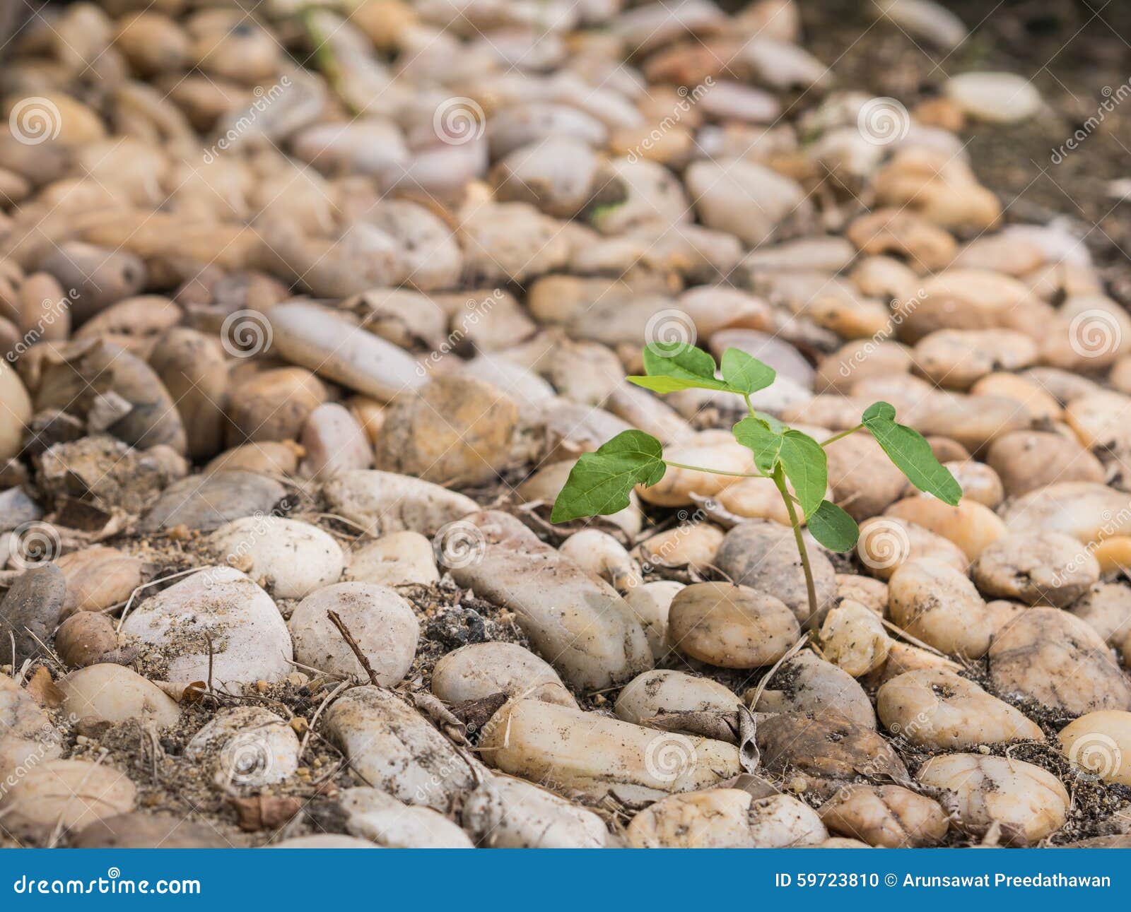 Small Tree Growing among Stack of Small Rocks. Stock Photo - Image of ...