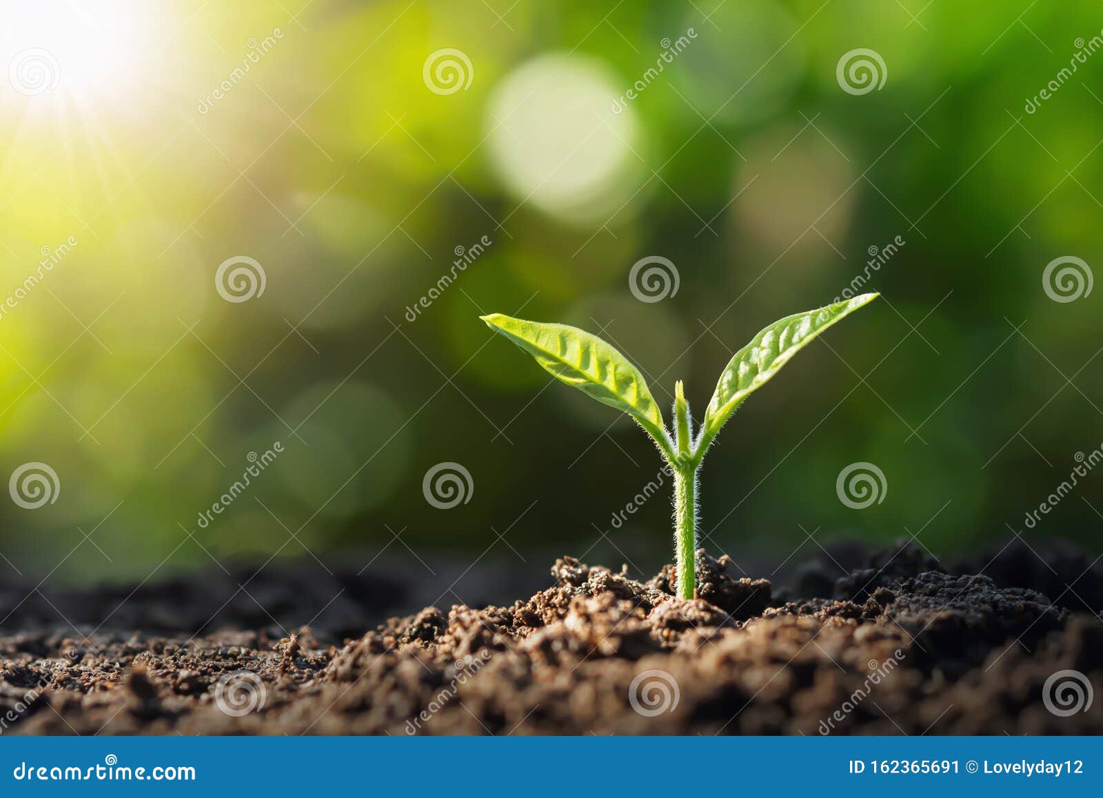Small Tree Growing with Sunrise. Green World and Earth Day Concept ...