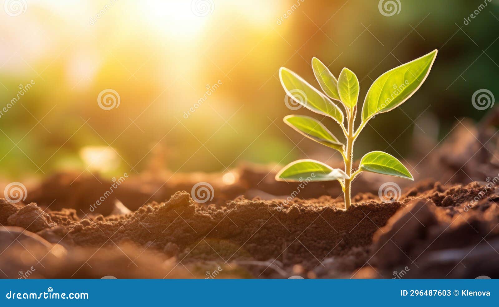 Small Tree Growing with Sunshine in Garden Stock Image - Image of young ...