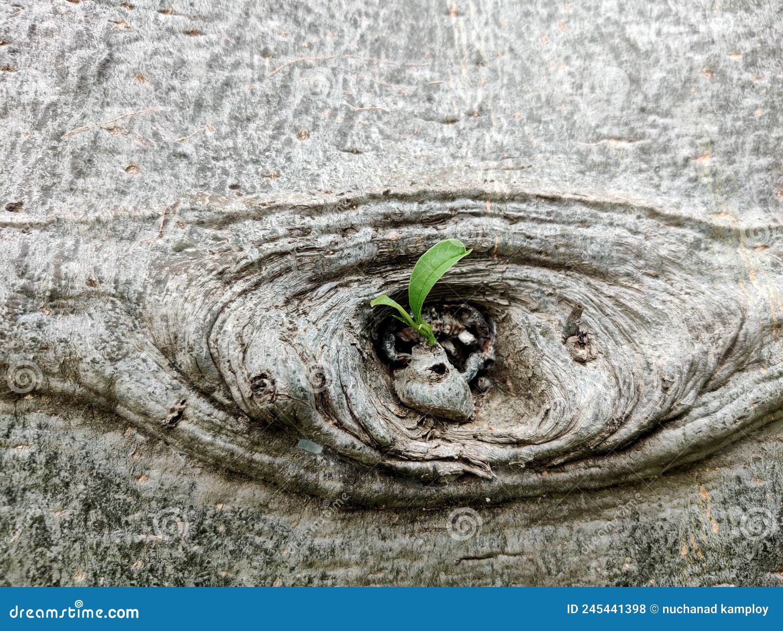 A Small Tree Growing from the Trunk of a Large Tree Stock Photo - Image ...