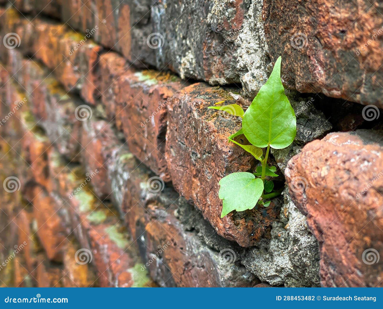 Small Tree Growing Up on the Wall Stock Photo - Image of nature ...