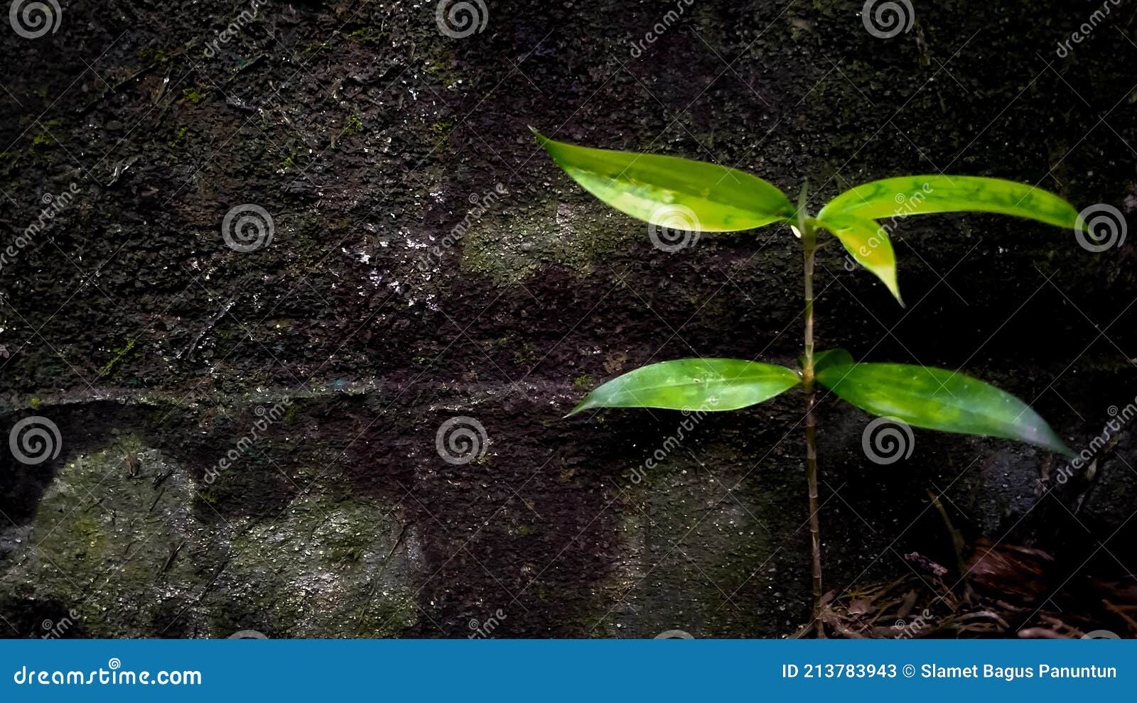 A Small Tree Grows Against the Wall Stock Image - Image of yellow ...