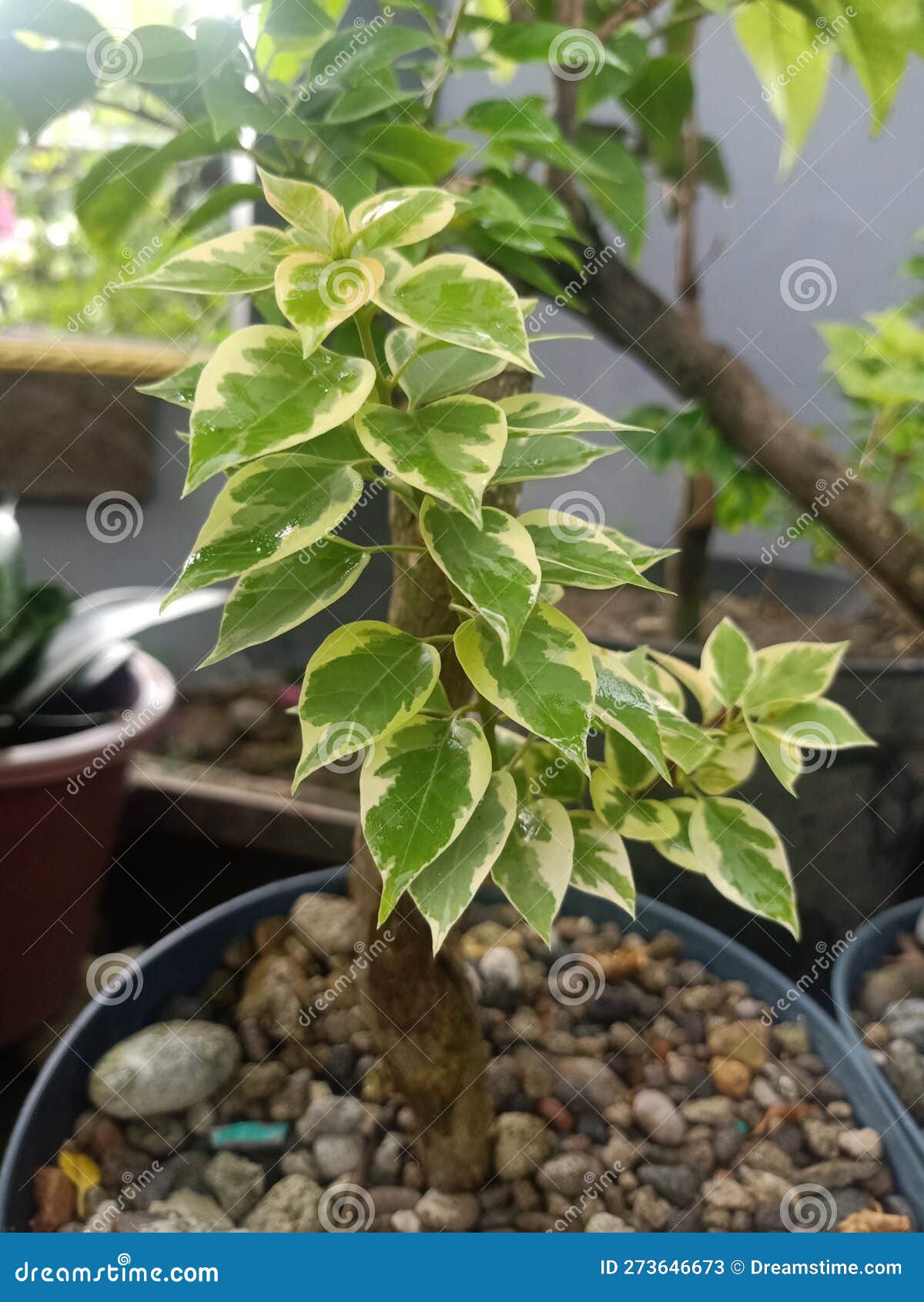 A Small Tree that Grows Around a Large Tree Stock Image - Image of ...