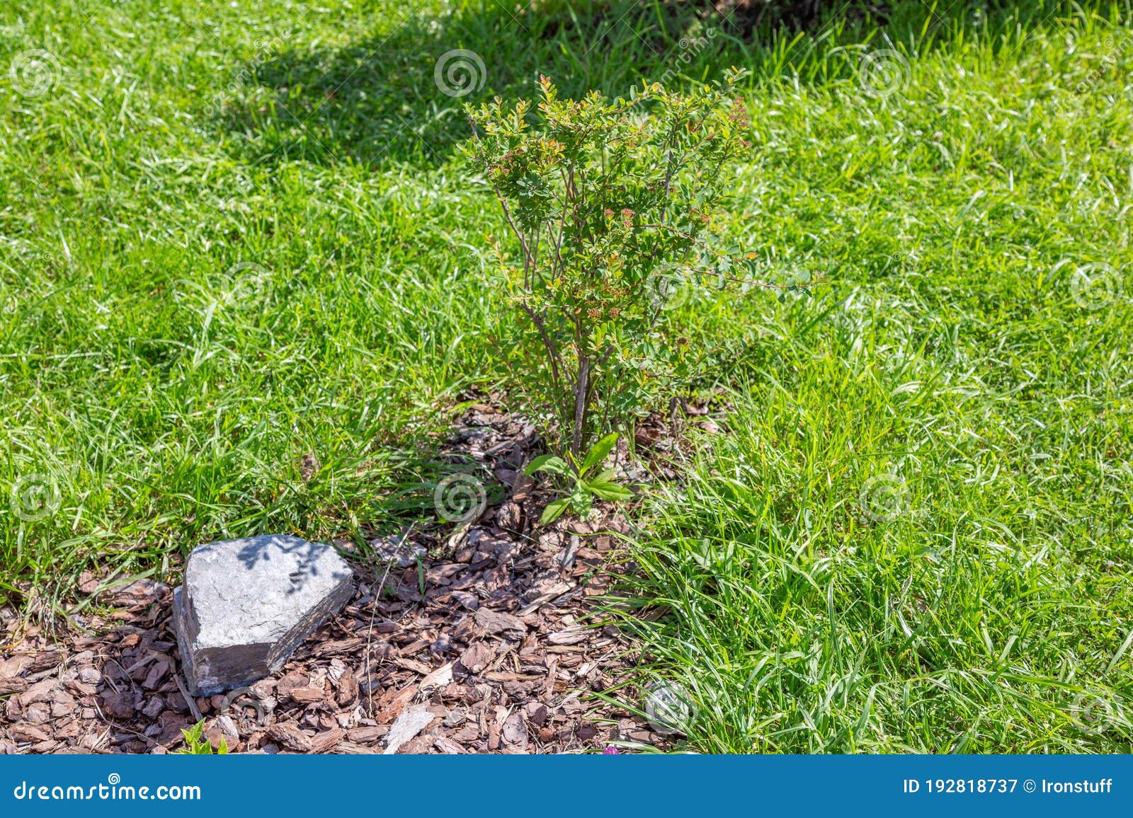 A Small Tree Grows in the Backyard Stock Image - Image of green ...