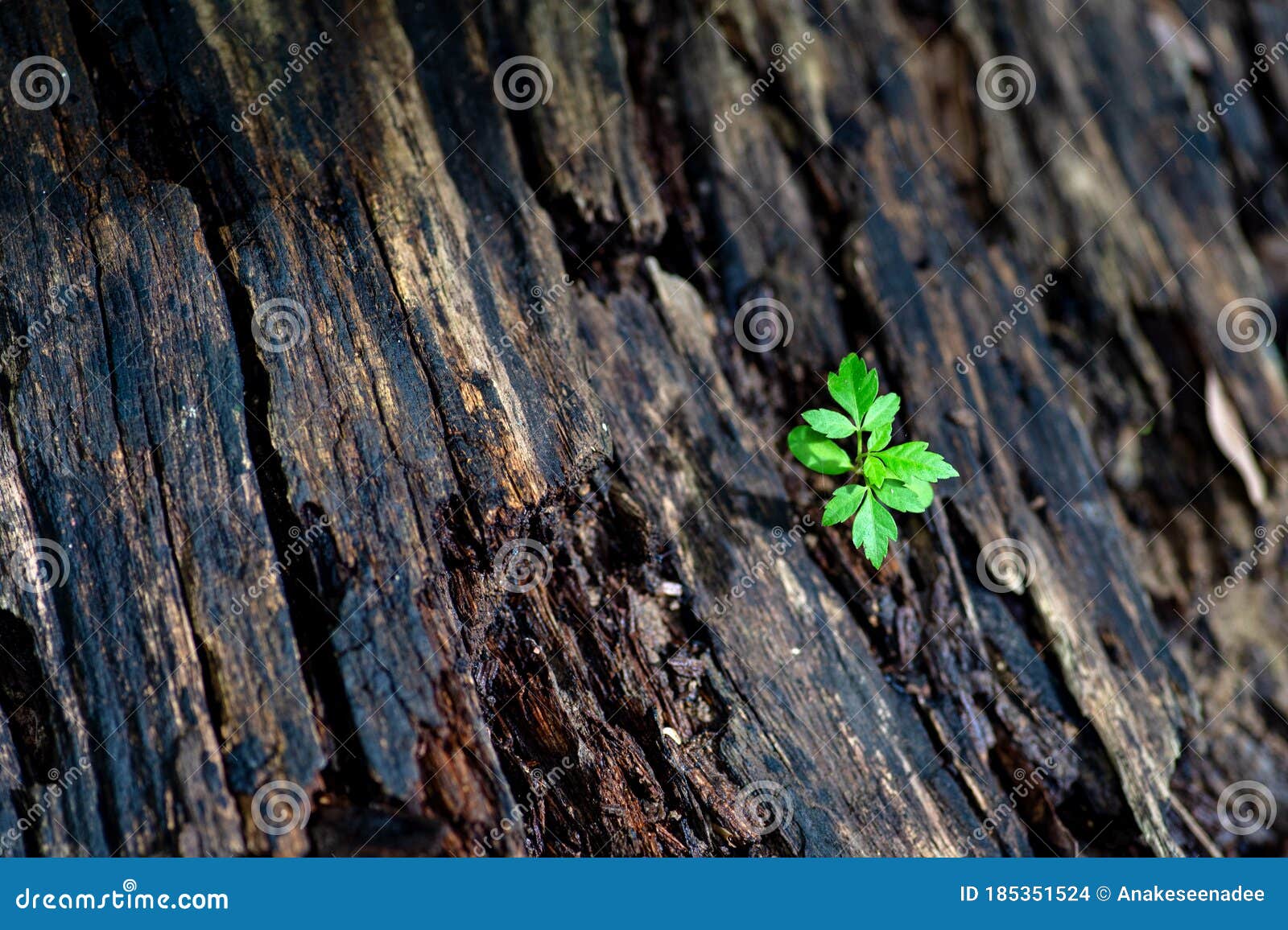 Small Tree that Grows on a Broken Log Stock Photo - Image of small ...