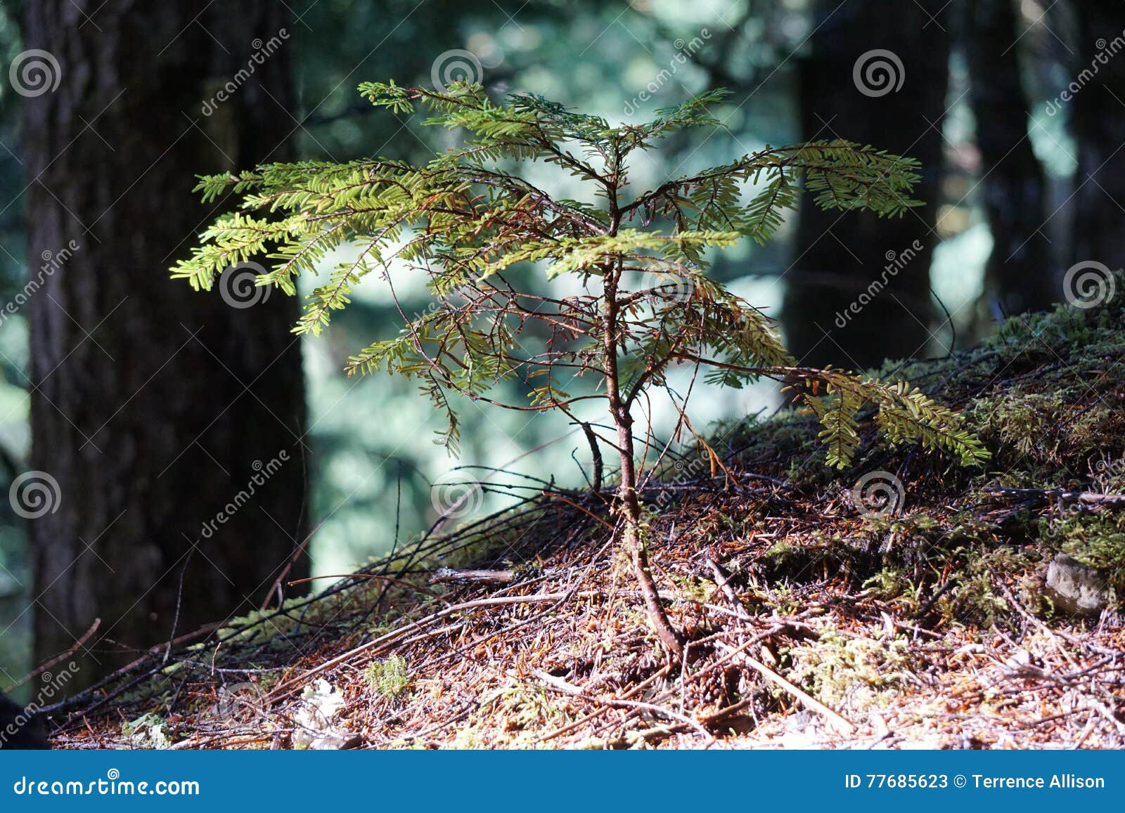 Small tree stock image. Image of exploration, driving - 77685623
