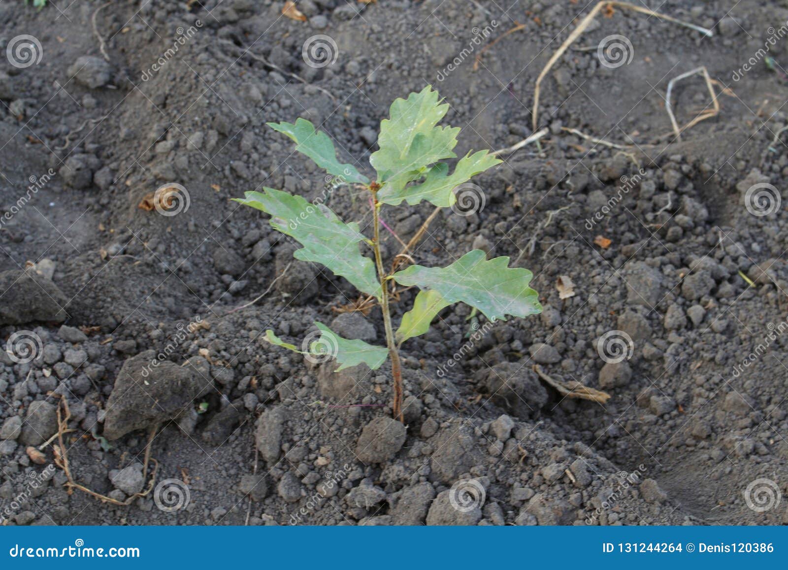 A Small Tree Grows in the Forest Stock Photo - Image of harvest, tree ...