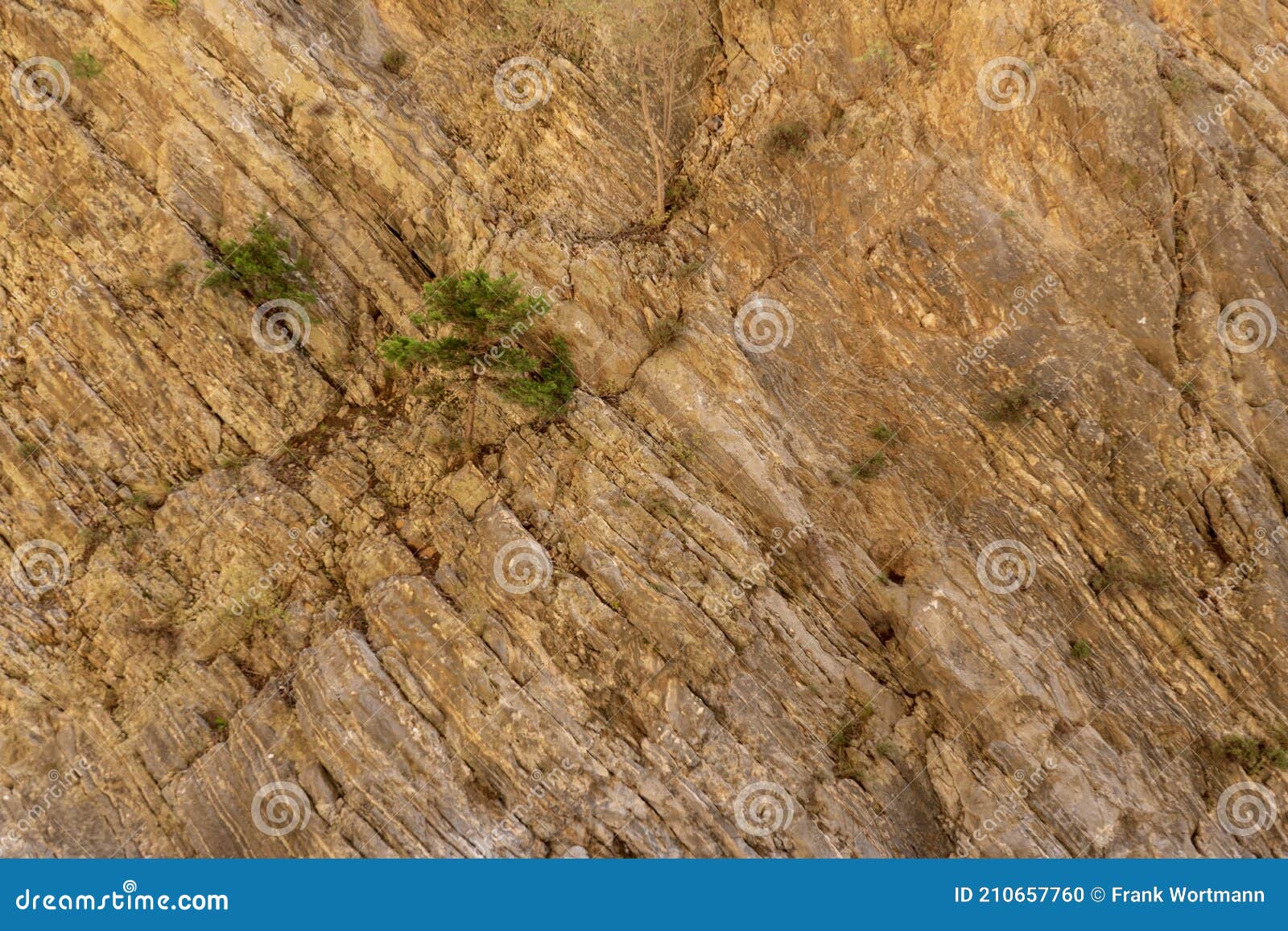 Small Tree Grows Out of a Textured Rock Wall Stock Photo - Image of ...