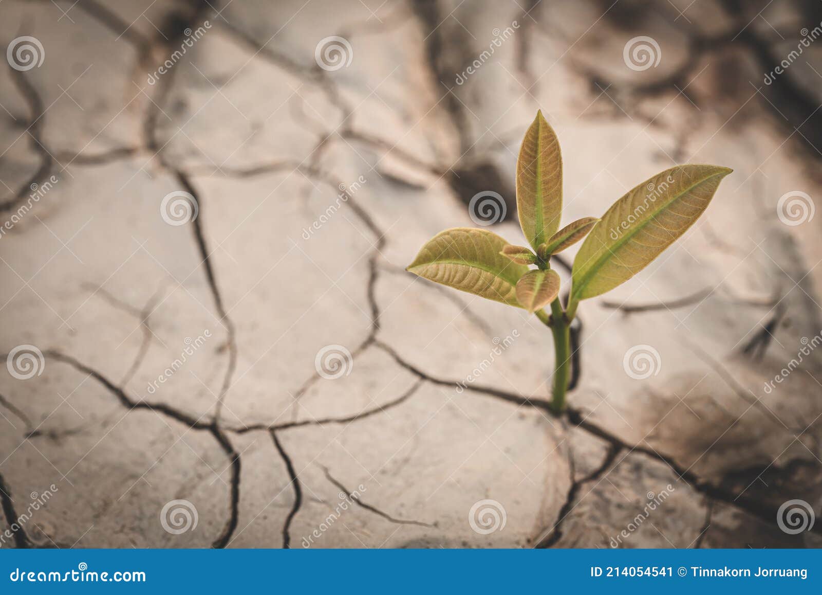 A Small Tree Grows on the Parched and Dry Ground, the Spring, World ...