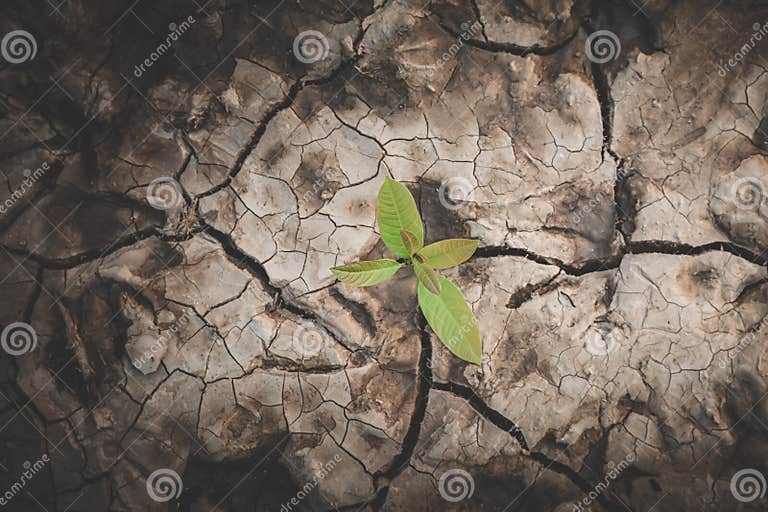 A Small Tree Grows on the Parched and Dry Ground, the Spring, World ...