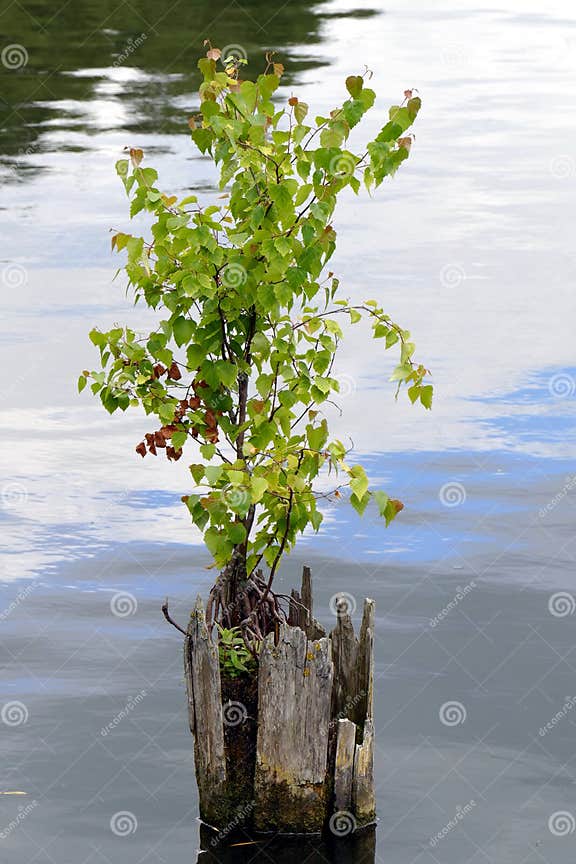 Young tree on the lake stock image. Image of water, unusual - 110227847