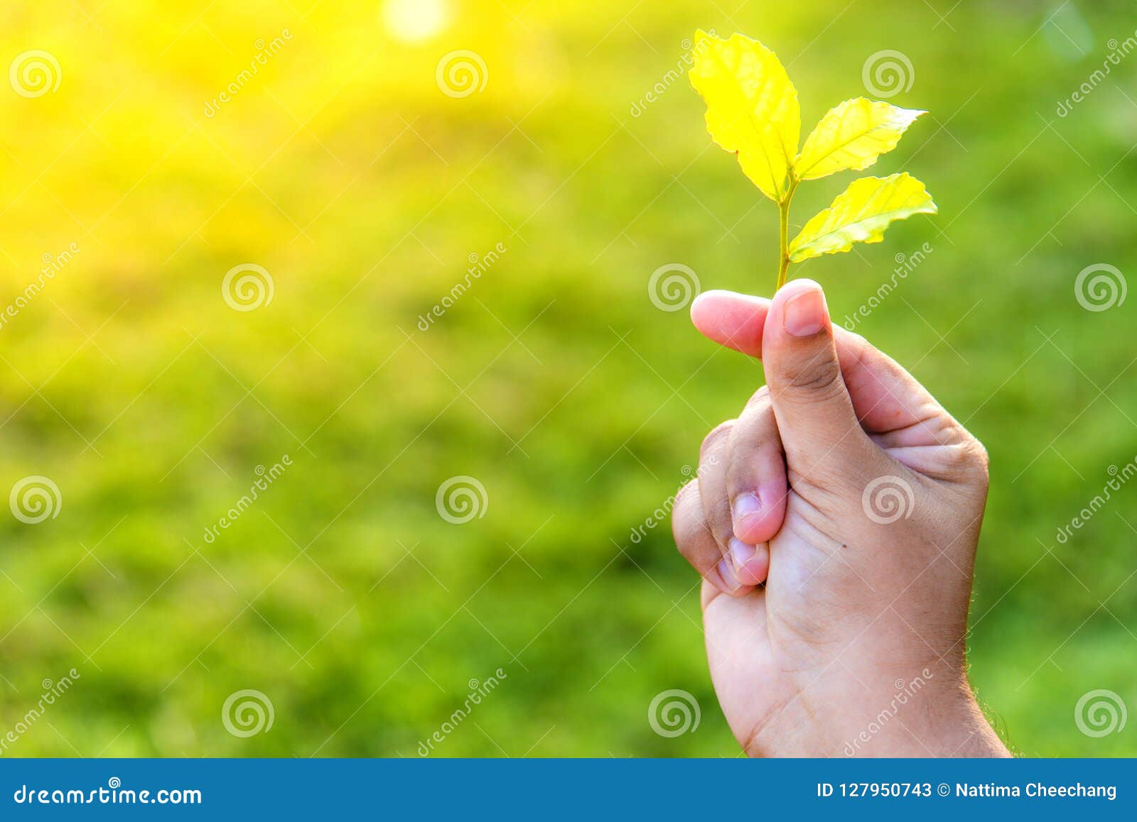 A Small Tree Grows with Your Hands. Stock Image - Image of concept ...