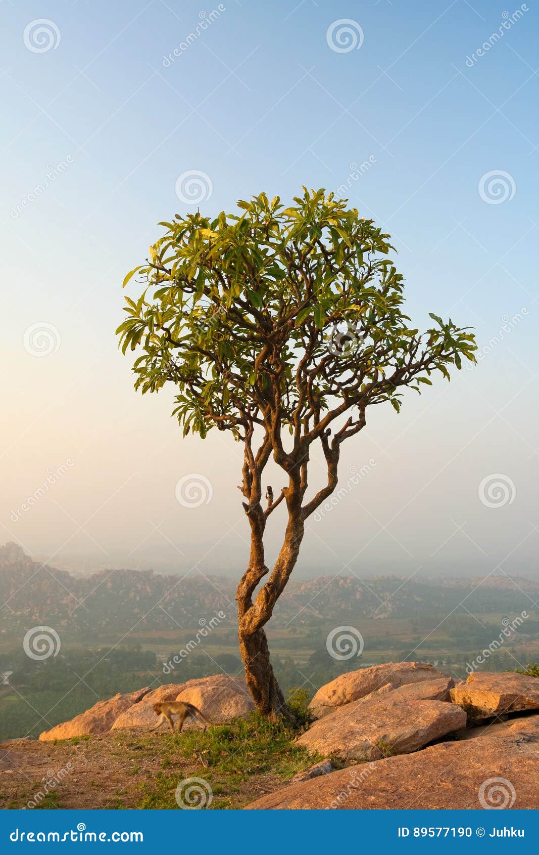 Small tree in hampi india stock photo. Image of nature - 89577190