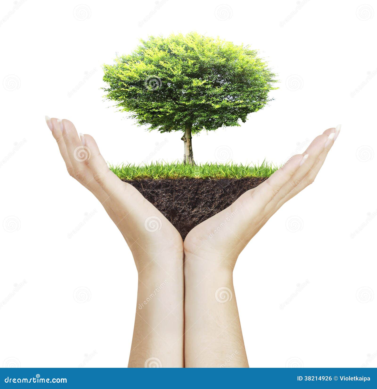 Small tree in hand stock photo. Image of holding, nurture - 38214926